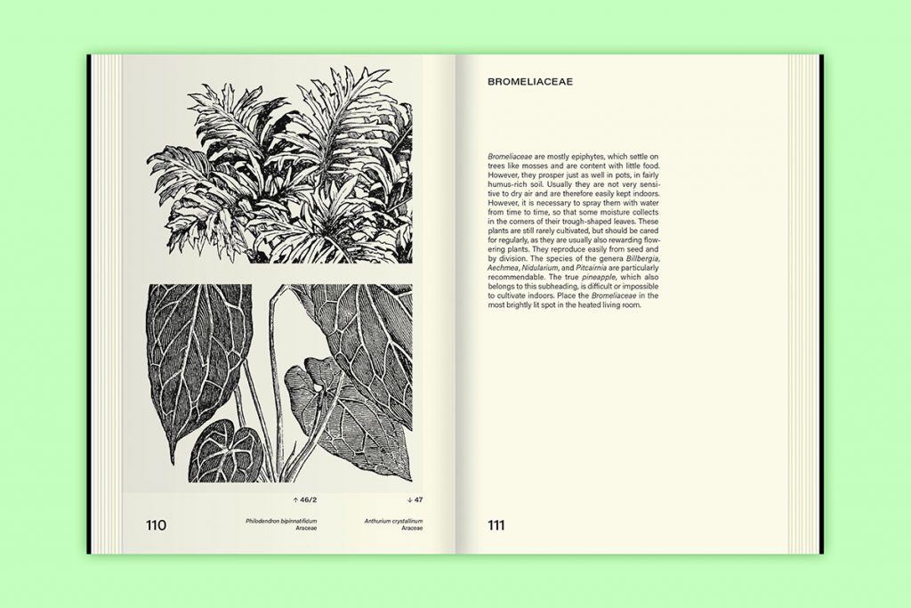Leafy House Plants by Benjamin Wurster - slanted
